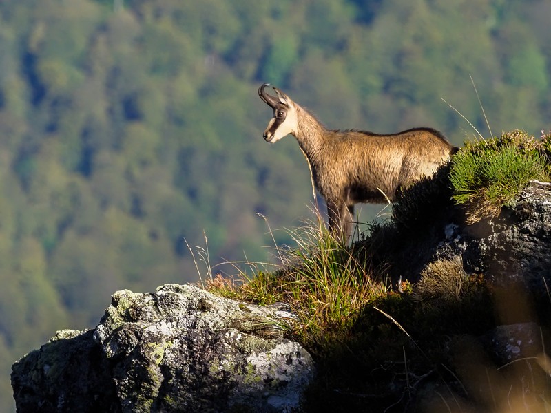Chamois